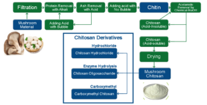 vegetal chitosan for food